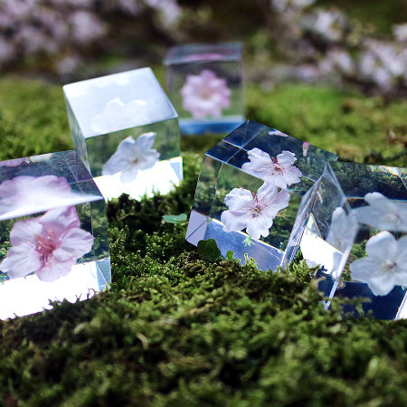 USAGI NO NEDOKO Sola Cube - Yamazakura/Sakura – Cubeshops